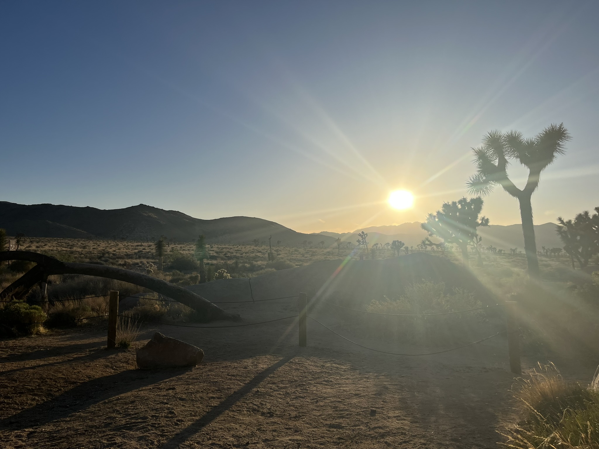 Joshua Tree: Almost Derailed, Utterly Magical (One Limp Later) - Little ...